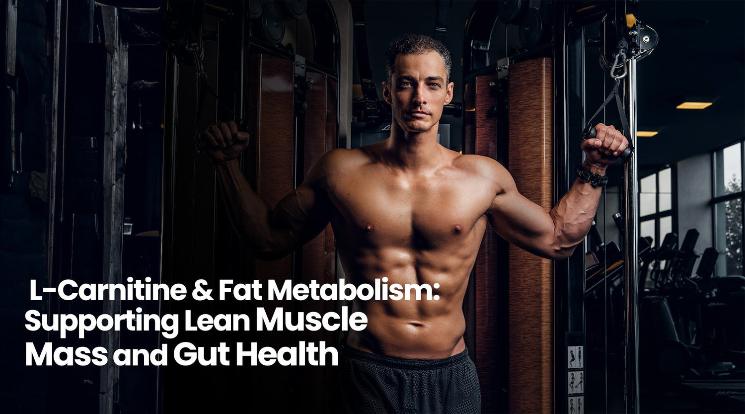 L-Carnitine and Fat Metabolism: Supporting Lean Muscle Mass and Gut He