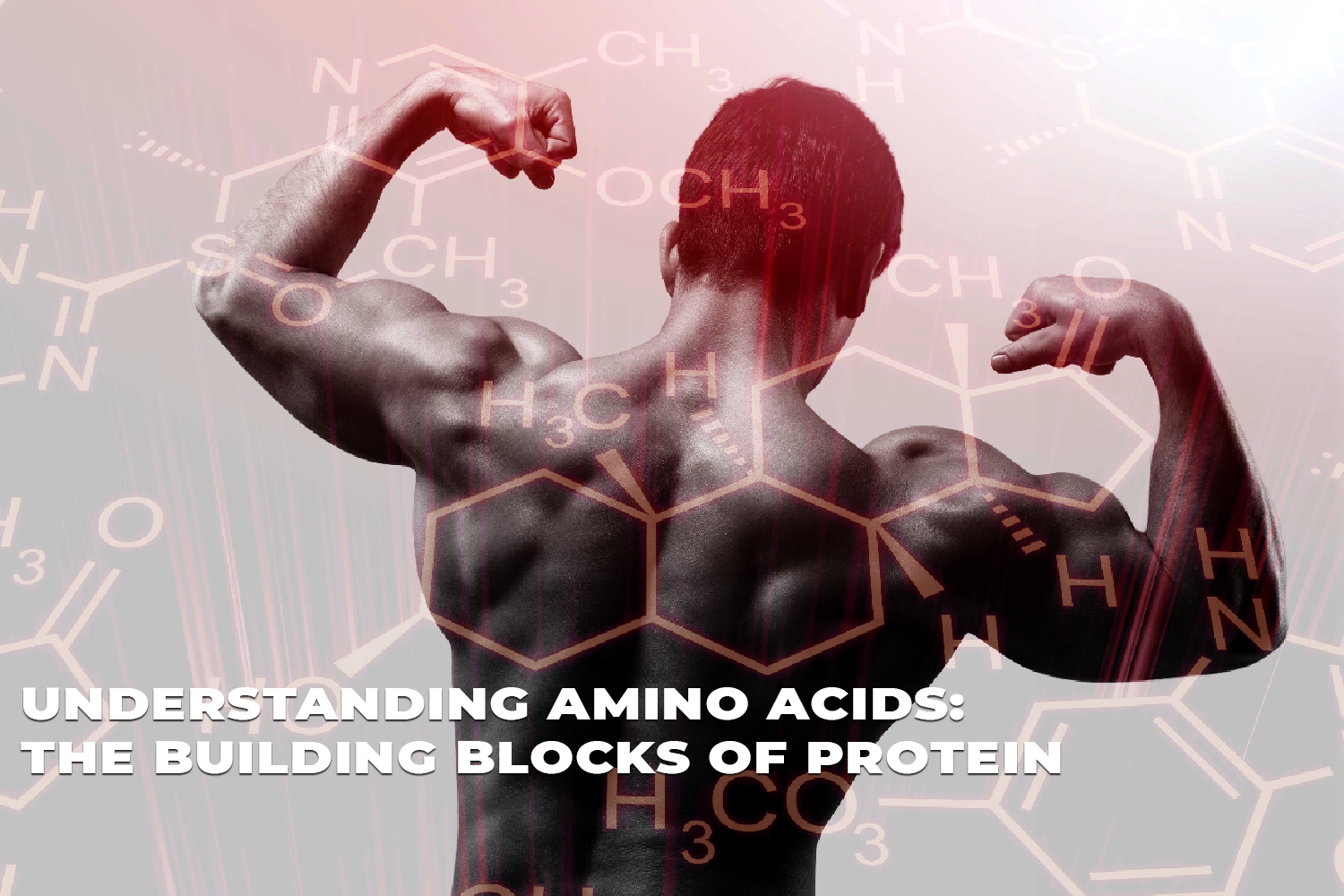Understanding Amino Acids: The Building Blocks of Protein | Protyze
